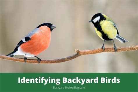 Backyard Bird Identification Guide Identify Your Visitors