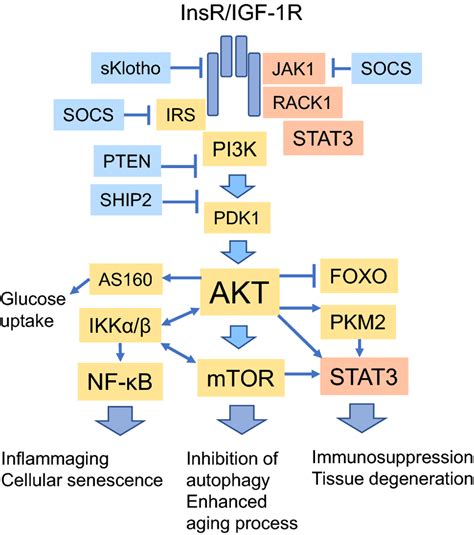 The Insulin Igf 1 Signaling Pathway Including The Most Relevant