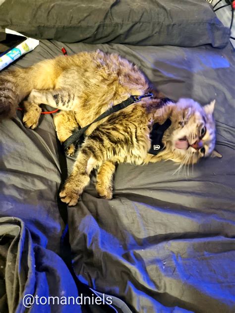 Paberryti167285 Hi Twitter