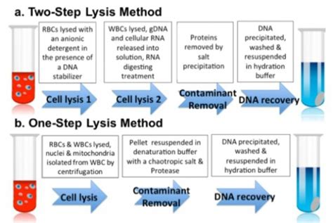 Two Methods To Extract DNA From Whole Blood EPRUI Biotech