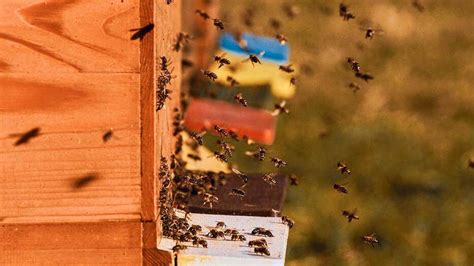 Qué pasaría si desaparecen las abejas Cambio