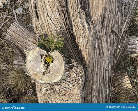 The Growth And Life Of A Pine Sapling On The Trunk Of A Juniper Tree