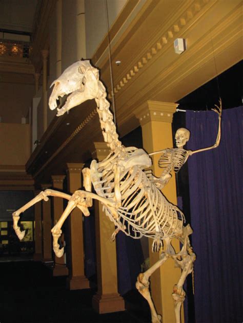 Types Of Skeletal Systems Boundless Biology