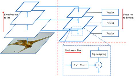 The Structure Of Fpn Download Scientific Diagram