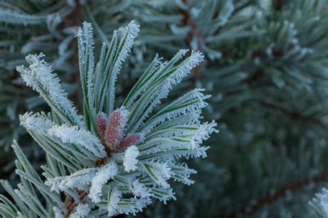 난쟁이 산 소나무 Pinus Mugo의 지점입니다 조 경에서 사용 하 여 설계 및 디자인 각질제거에 대한 스톡 사진 및 기타