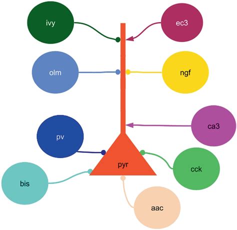 Scheme Of The Model Neuron Notations Pyr Pyramidal Cells Pv Pv Scheme Of The Model Neuron Notations Pyr Pyramidal Cells Pv Pv