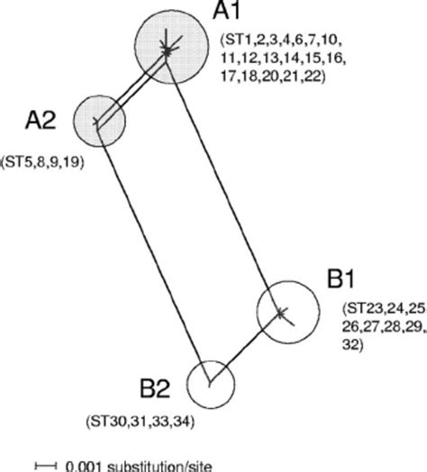 split graph deduced from the concatenated sequences of the eight loci