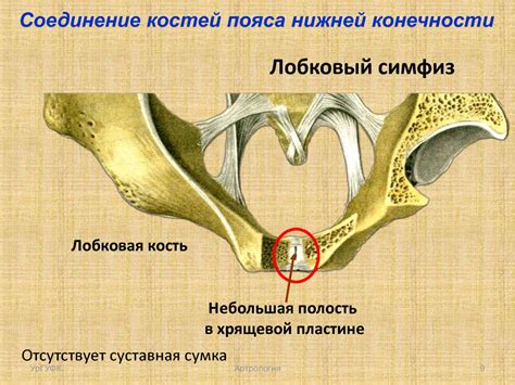 Соединения костей нижней конечности презентация онлайн