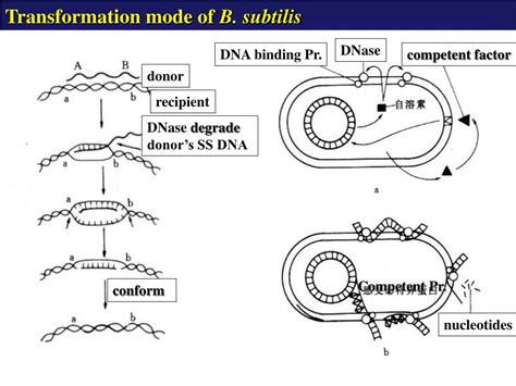 Ppt Chapter 8 Microbial Genetics Powerpoint Presentation Free