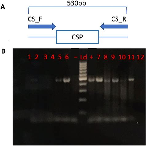 A Plasmodium Falciparum Circumsporozoite Cs Primer Set Schematics