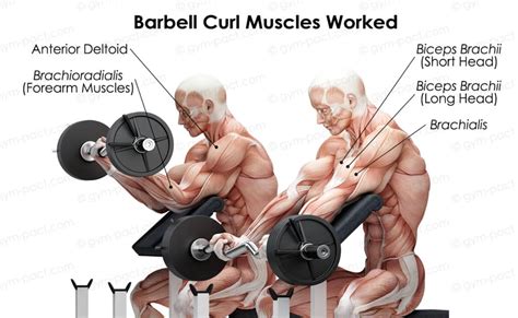Barbell Curl Vs Dumbbell Curl Which One Is Better For You
