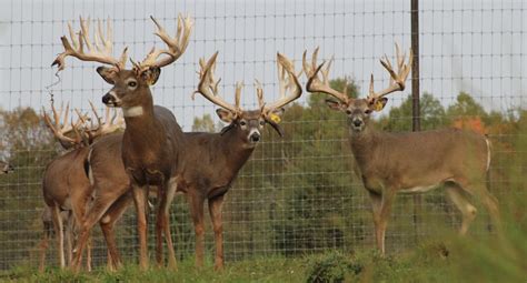 Wide And High Whitetails