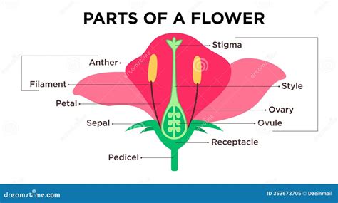 Flower Parts Diagram Clipart Design Flower Anatomy And Infographic