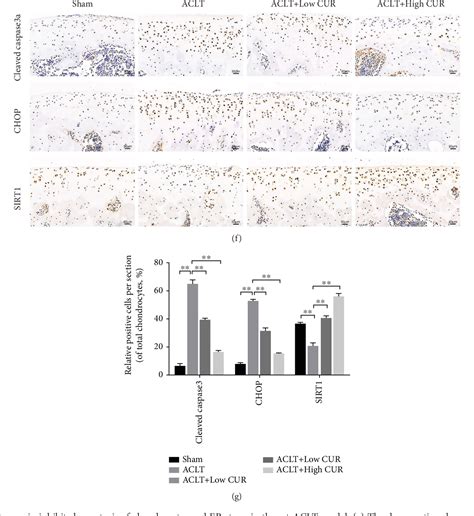 Figure 7 From Curcumin Inhibits The Perk Eif2α Chop Pathway Through