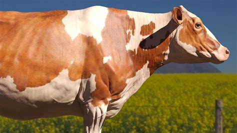 3d Dairy Cow Turbosquid 1677251