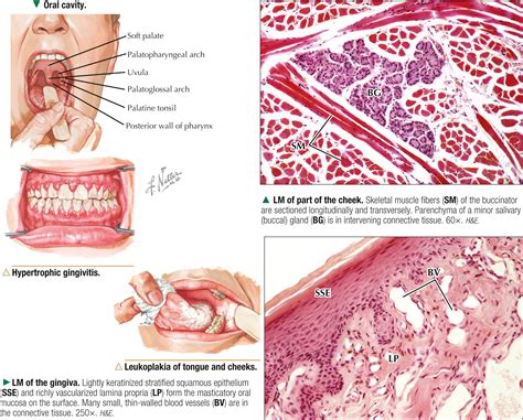 Upper Digestive System Clinical Tree