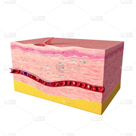 皮肤单层台阶最后皮下的皮脂腺毛囊脂肪细胞真皮层叶表皮人类腺体素材 花瓣网