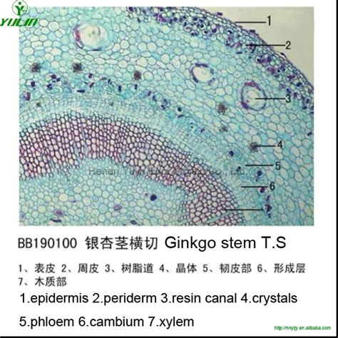 Botany Microscope Prepared Slides Stem Of Ginkgo Biloba T S With Low