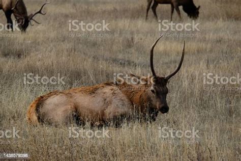 들판의 마른 풀밭에 누워 있는 귀여운 갈색 사슴의 클로즈업 샷 갈색에 대한 스톡 사진 및 기타 이미지 갈색 건조 기후 건조한 Istock