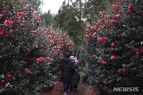ツバキの花が咲く季節済州 Chosun online 朝鮮日報