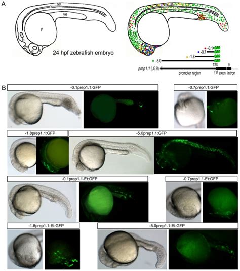 A Schematic Drawing Of A 24 Hpf Zebrafish Embryo In Which The Main