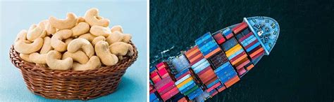 Sustainable Cashew Nut Farming Why It Matters Cpt Corp Vietnam