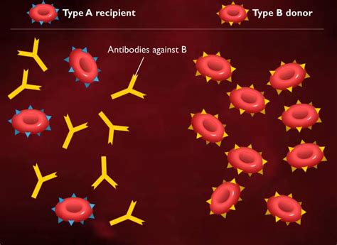 Antigens Erythrocytes At James Mcculloch Blog