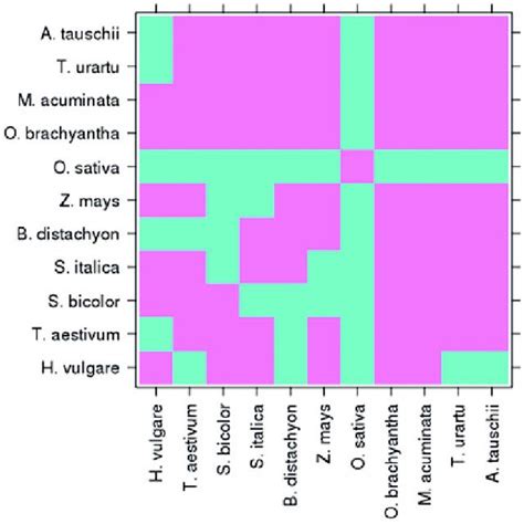 The Matrix Of Whole Genome Alignments Between Pairs Of Monocot Genomes