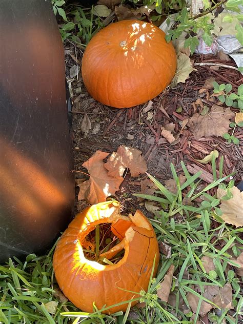 So Husband And I Were Out Running Errands Come Home Pumpkin Thats Been