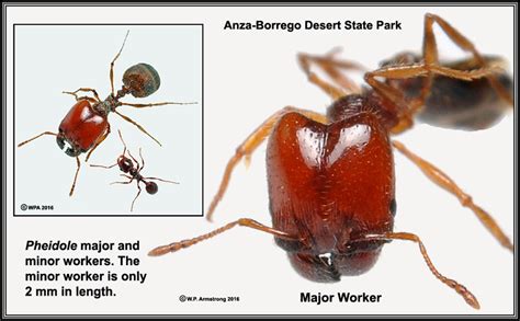 Soldier Ant Size