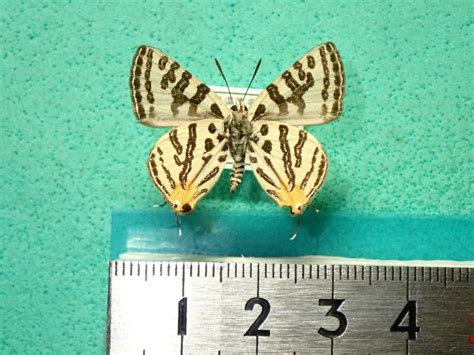 国産蝶標本 キマダラルリツバメ A 福島県 喜多方市 産 その他 売買されたオークション情報yahooの商品情報をアーカイブ公開