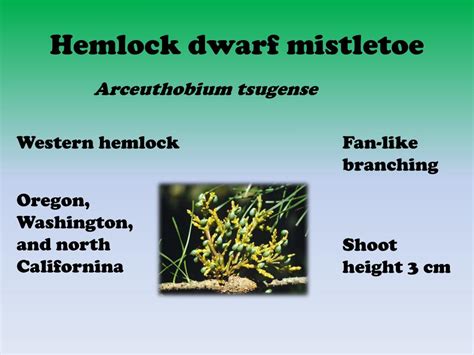 Ppt Mistletoe Powerpoint Presentation Free Download Id2183143