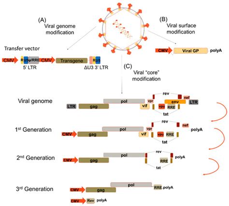 Lentiviral Vector Pseudotypes Precious Tools To Improve Gene