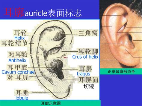 前庭蜗器的组织结构 浙江大学医学院杨友金 ppt download