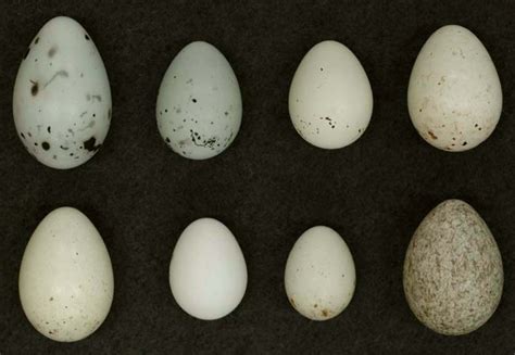 Egg Identification Query