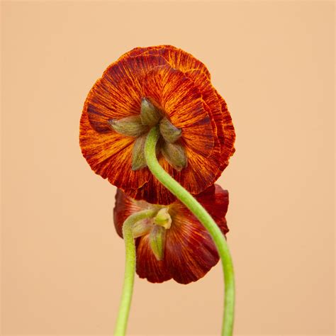 Tecolote Flamenco Ranunculus 15 Corms Plantgem Plantgem