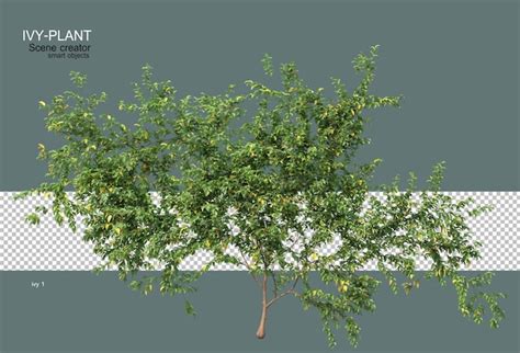 Premium Psd 3d Render Ivy With Colorful Flowers