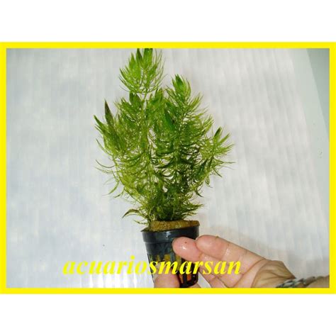 CERATOPHYLLUM DEMERSUM COLA DE ZORRO