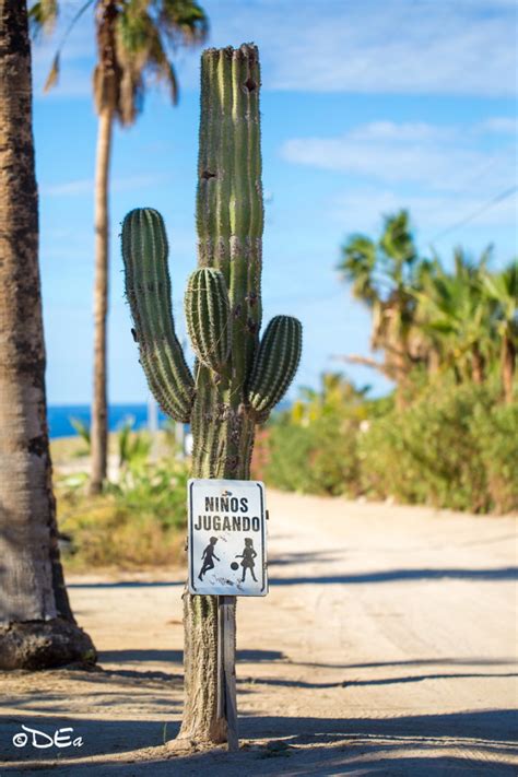 Prickly Wiggly 10 Spine Tingling Cactus Warning Signs Page 2 Of 2