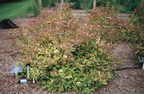 Spiraea japonica 'Firelight' | Japanese spiraea 'Firelight' Shrubs/RHS