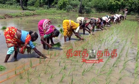 Farmers Are Busy Planting Samba Thaladi சம்பா தாளடி நடவு பணியில்