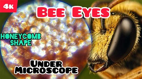 Bee Under Microscope
