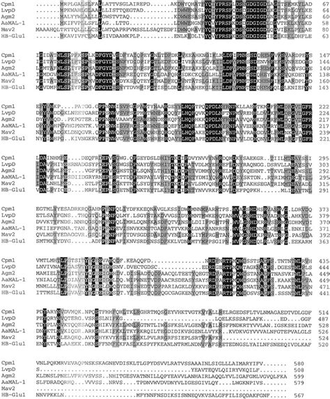 Multiple Alignment Of Sequences Corresponding To Maltases Expressed In Download Scientific