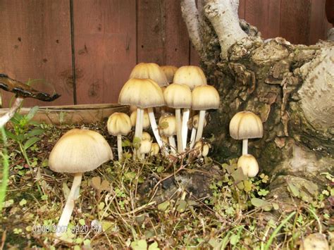 Siberian Elm Collected 2000