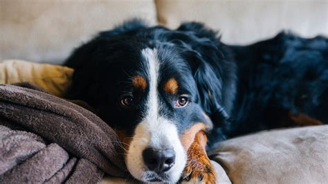 La Muerte De Tu Mascota Cómo Sobrevivir A La Pérdida Gq