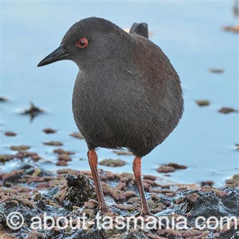 Spotless Crake About Tasmania