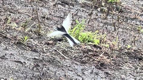 2023년 6월 2일 1 wagtail セキレイ 할미새 YouTube