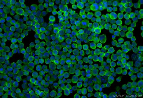 Septin 2 Antibody 60075 1 Pbs Proteintech