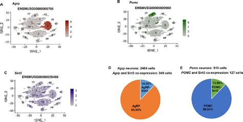 Facs Sorting And Single Cell Rna Sequencing Of Agrp Neurons A And