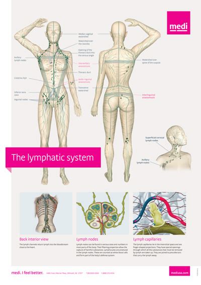 The Lymphatic System